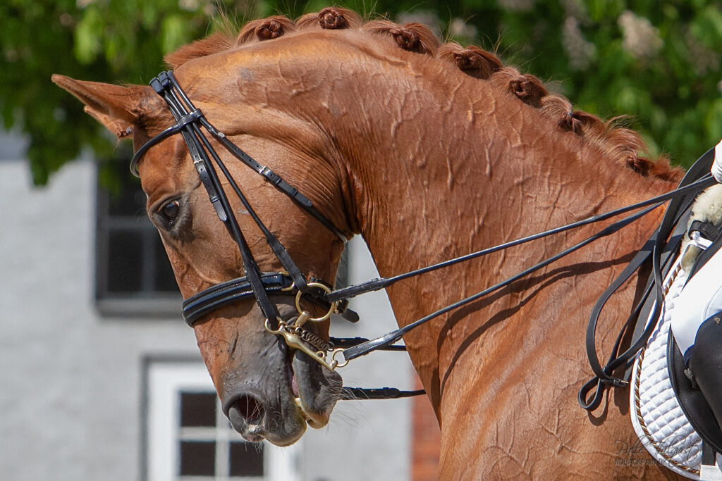 Afslappethed, rytme og kontakt - No back pain